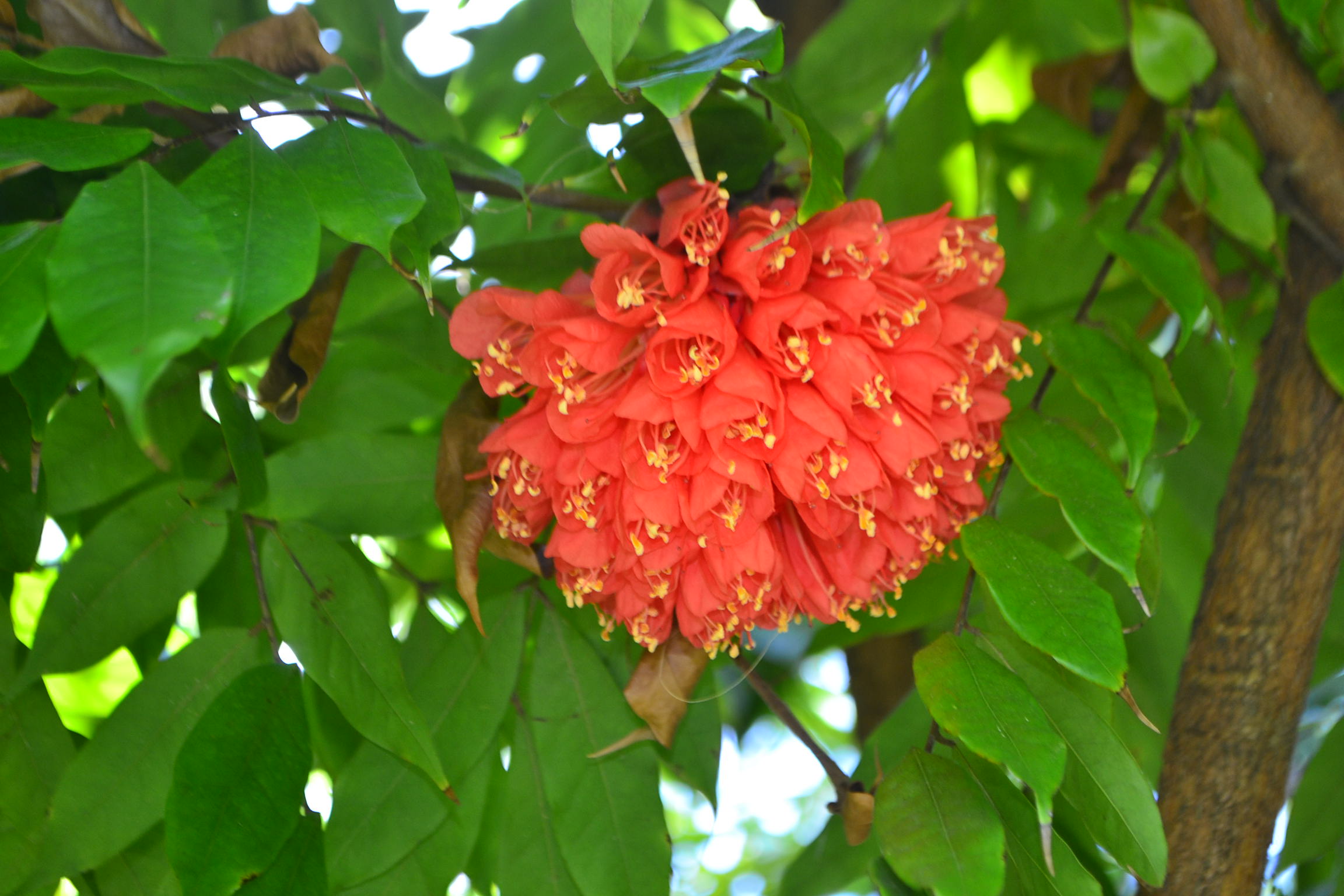 Brownea kewensis, blooms year round – Dave's Plants