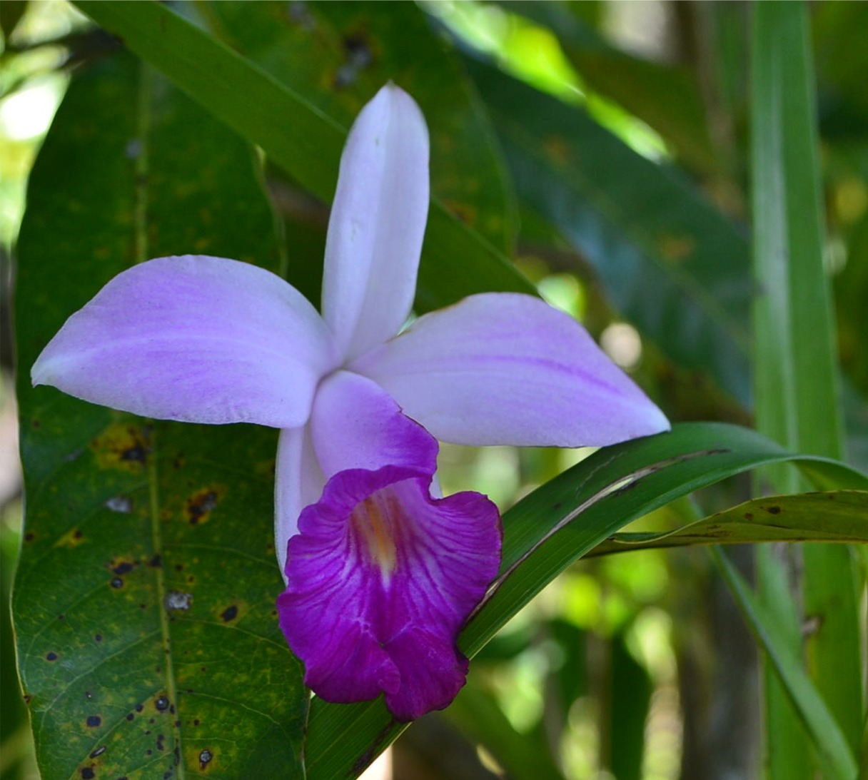 Terete Vanda – Dave's Plants