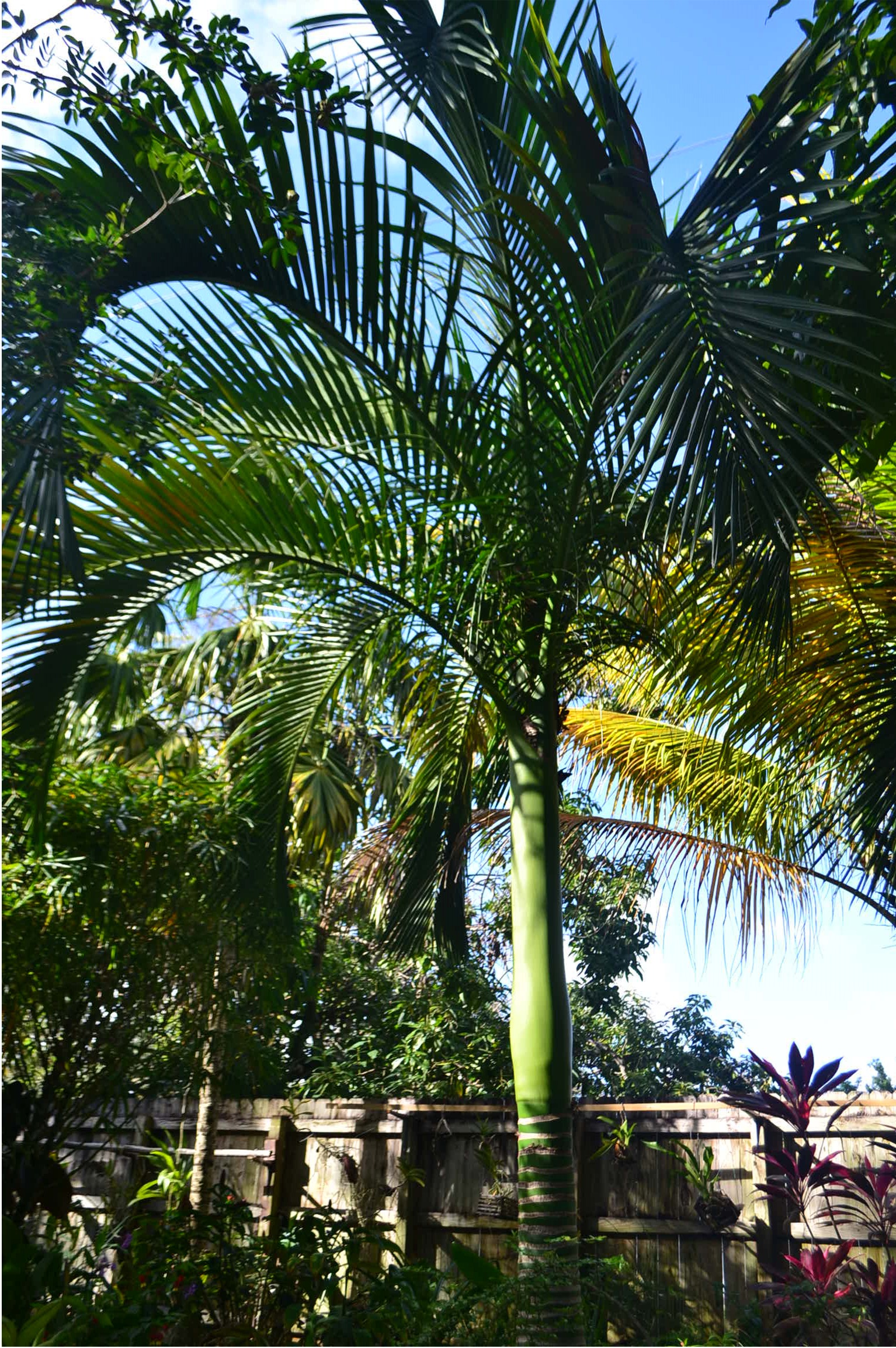 Carpoxylon macrosperma (Aneityum Palm) – Dave's Plants