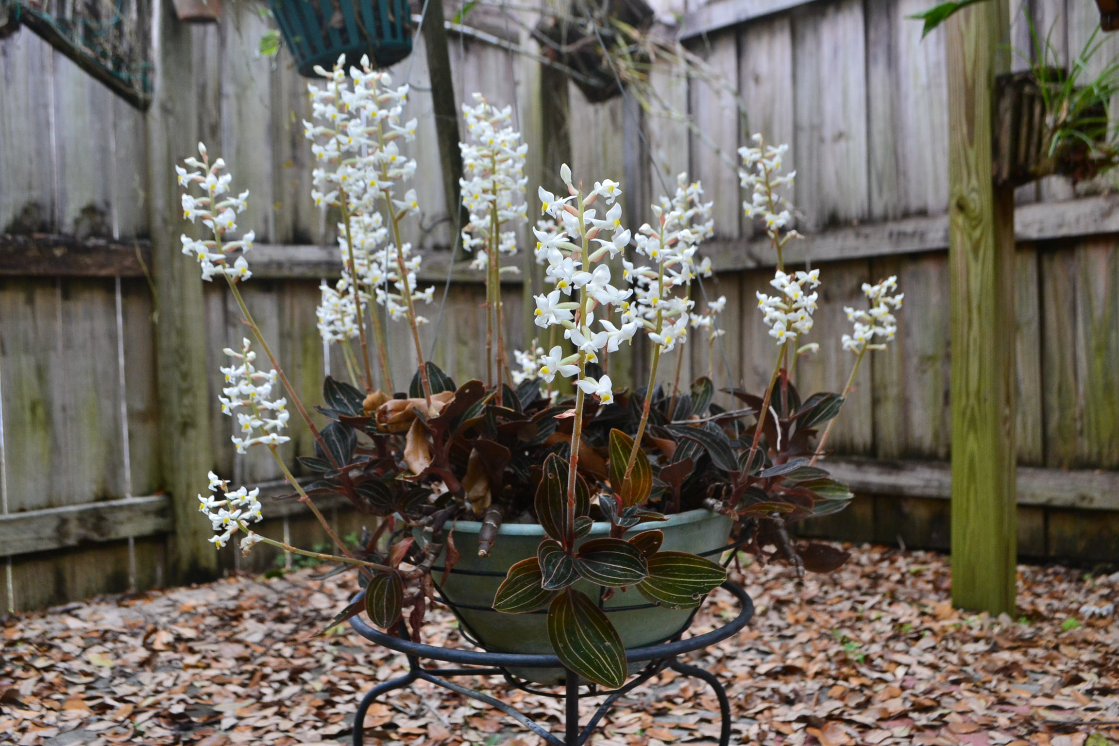 Ludisia discolor var. alba – Dave's Plants
