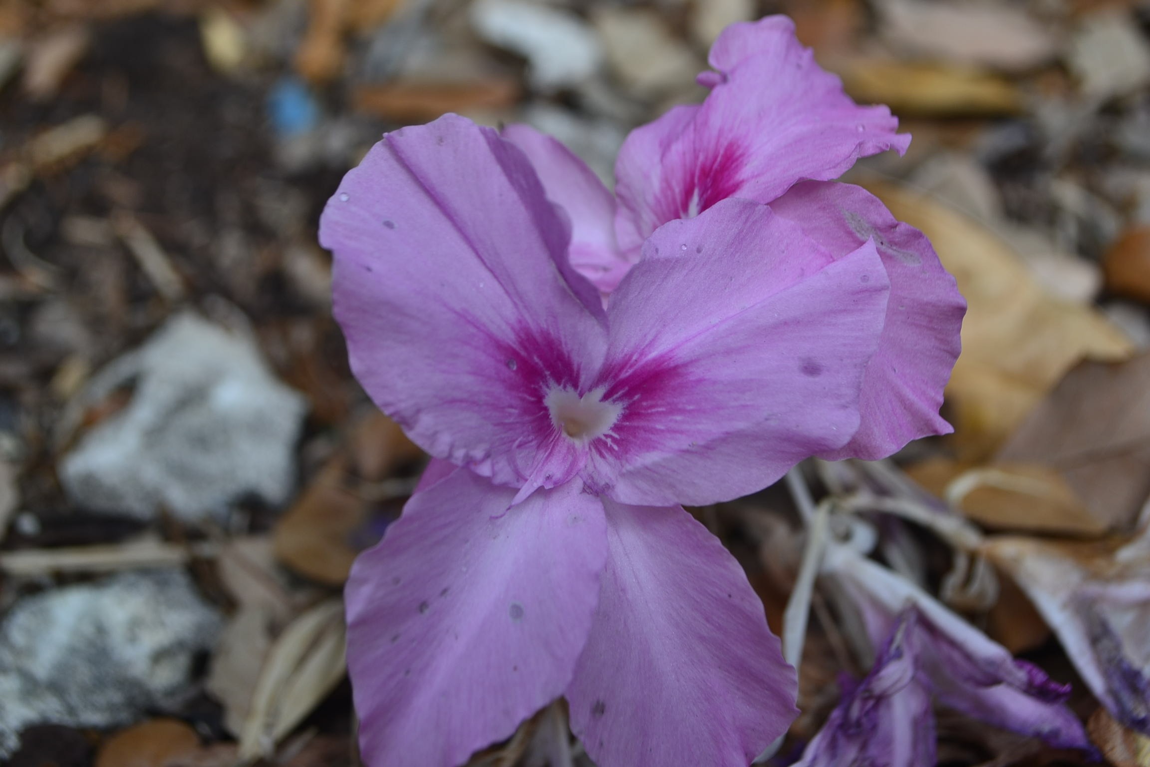 Kaempferia rotunda ‘Asian crocus’ – Dave's Plants