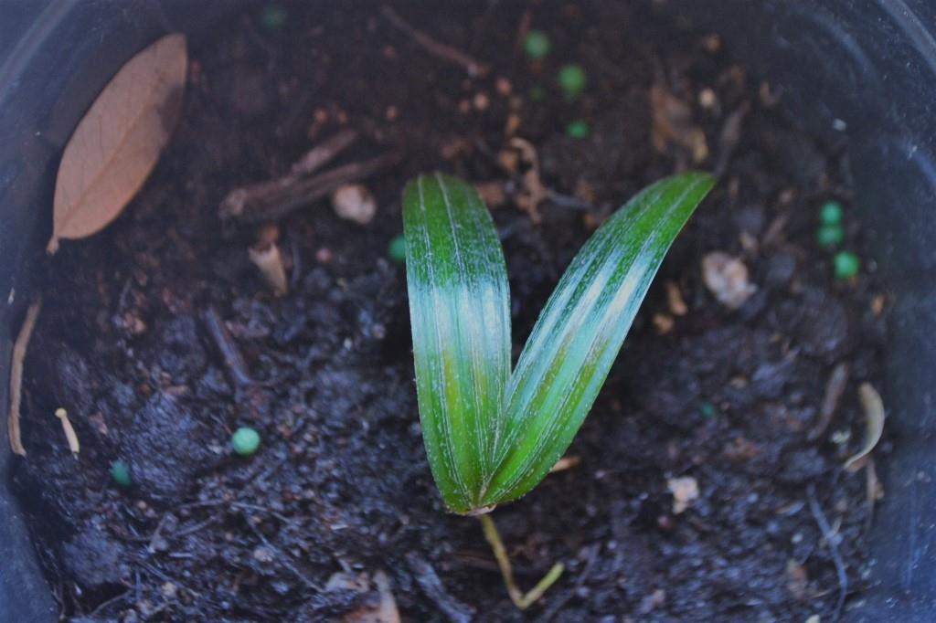 Sommieria leucophylla – Dave's Plants