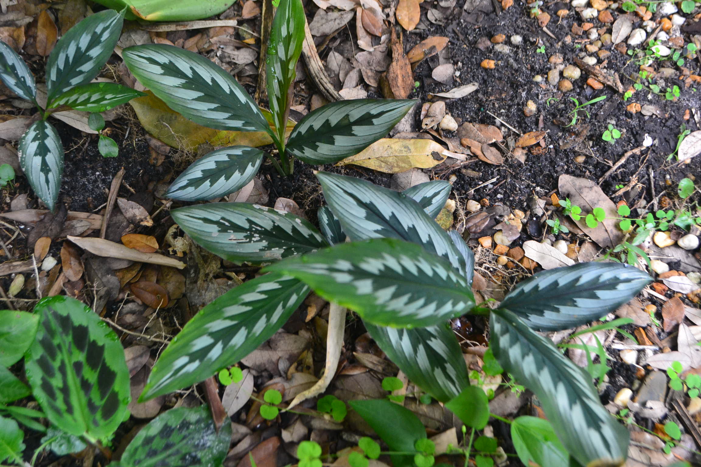 Kaempferia rotunda ‘Raven’ – Dave's Plants