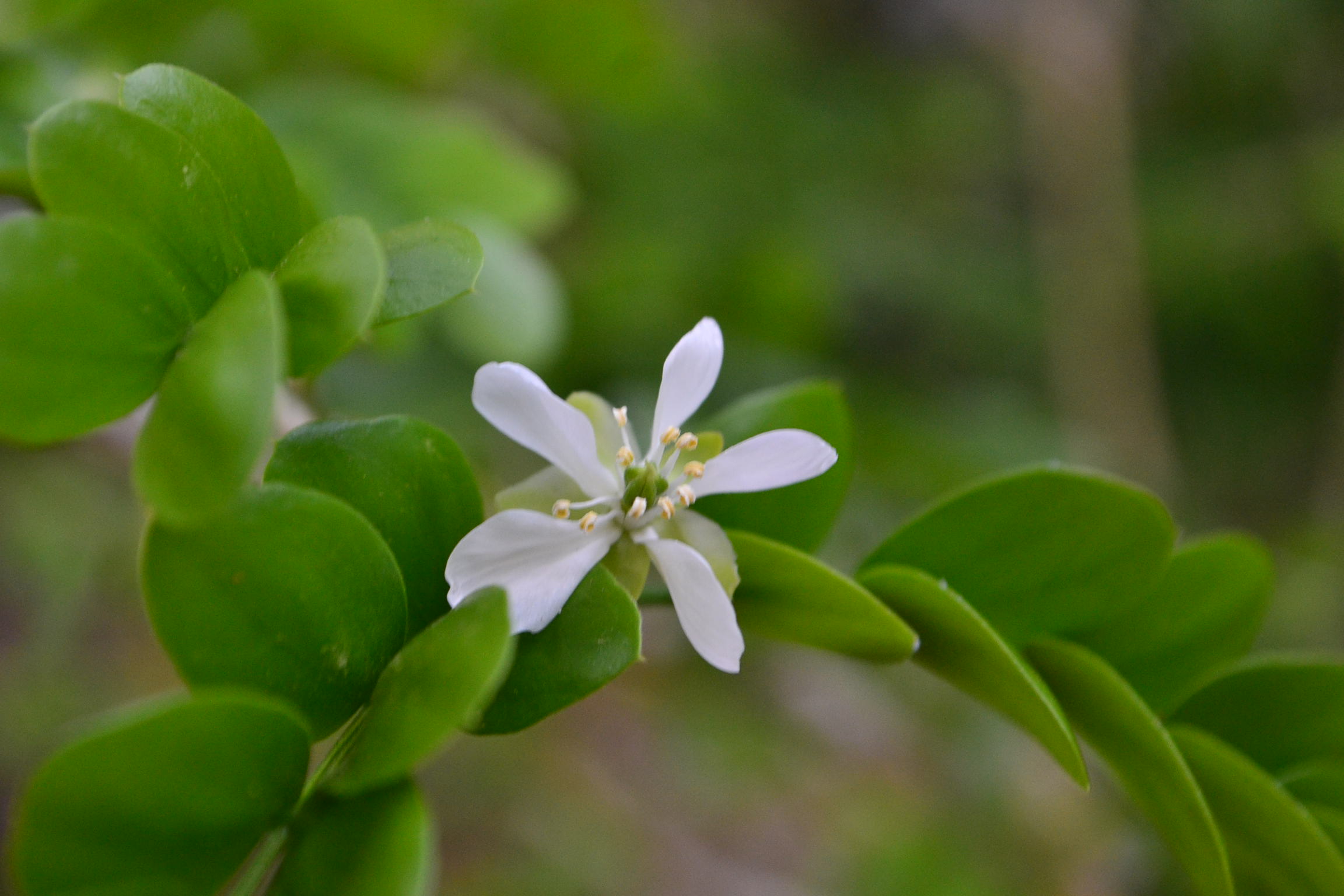 Lignum Vitae Flower