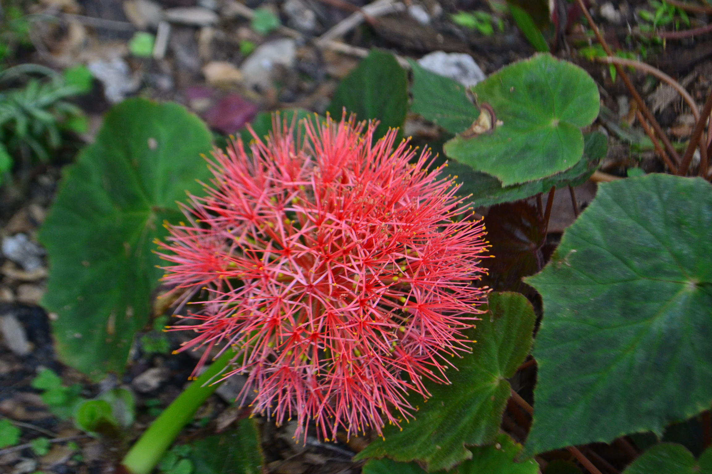 Scadoxus multiflorus (Blood lily) – Dave's Plants