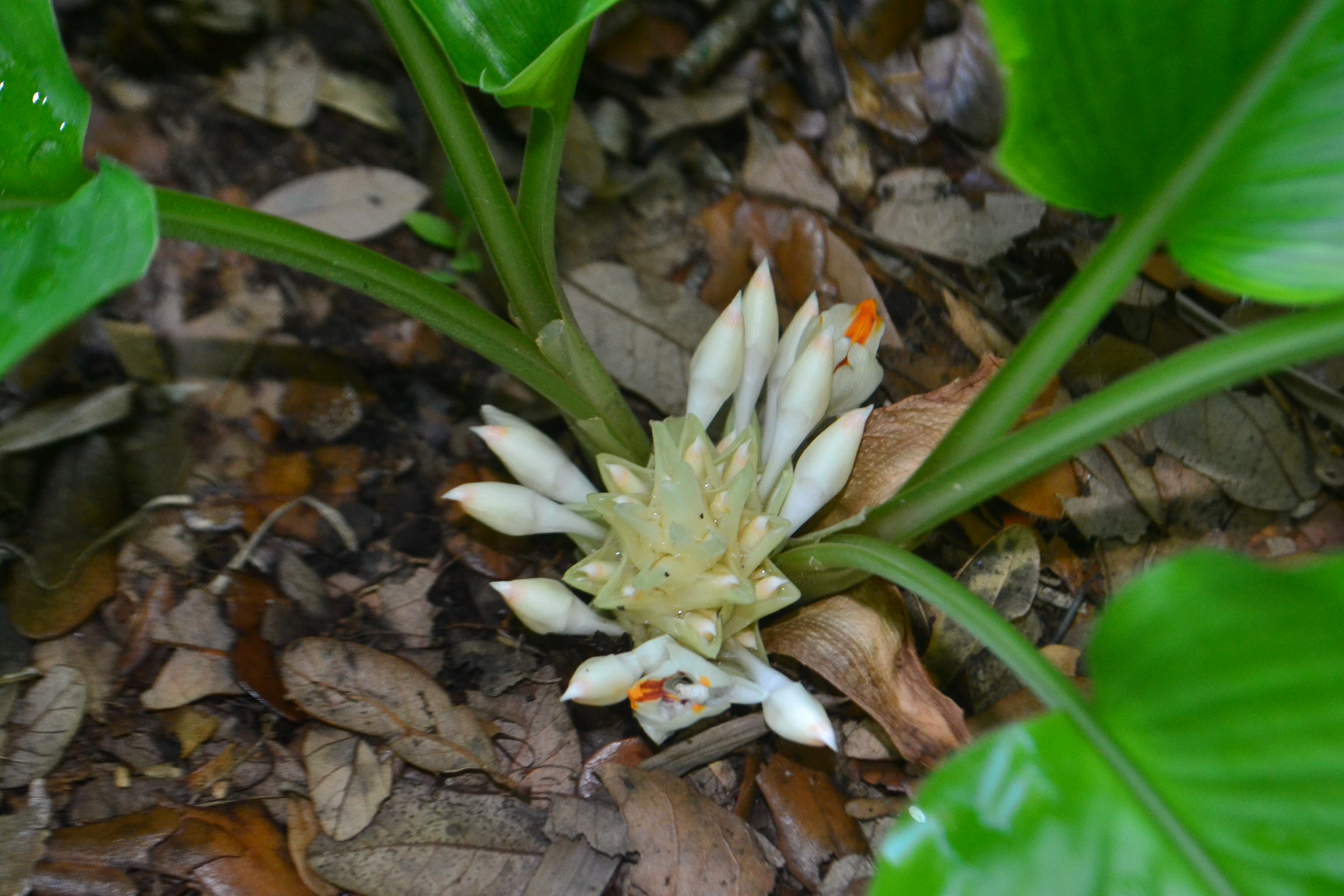 Siphonochilus decora (Yellow Trumpet Ginger) – Dave's Plants