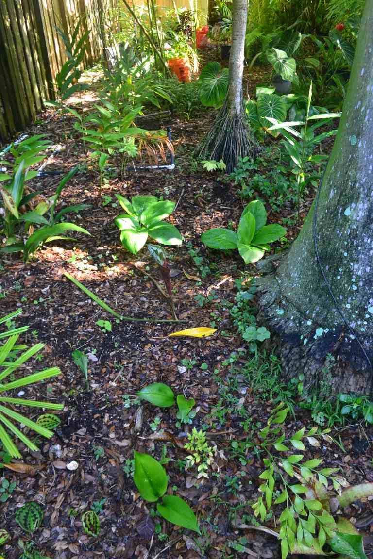 Siphonochilus decora (Yellow Trumpet Ginger) – Dave's Plants