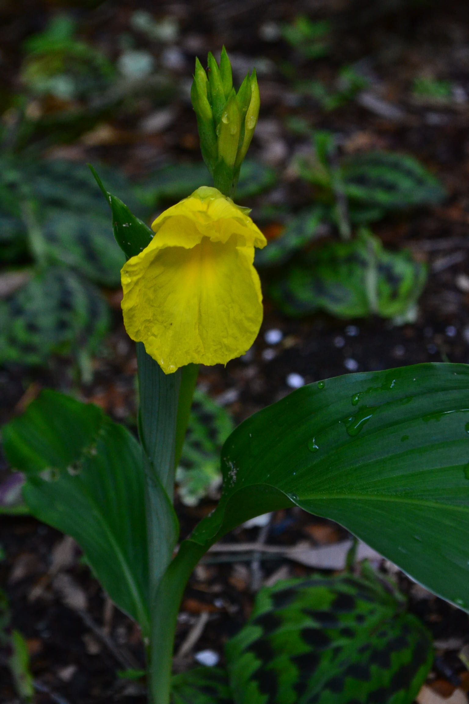 Siphonochilus decora (Yellow Trumpet Ginger) – Dave's Plants