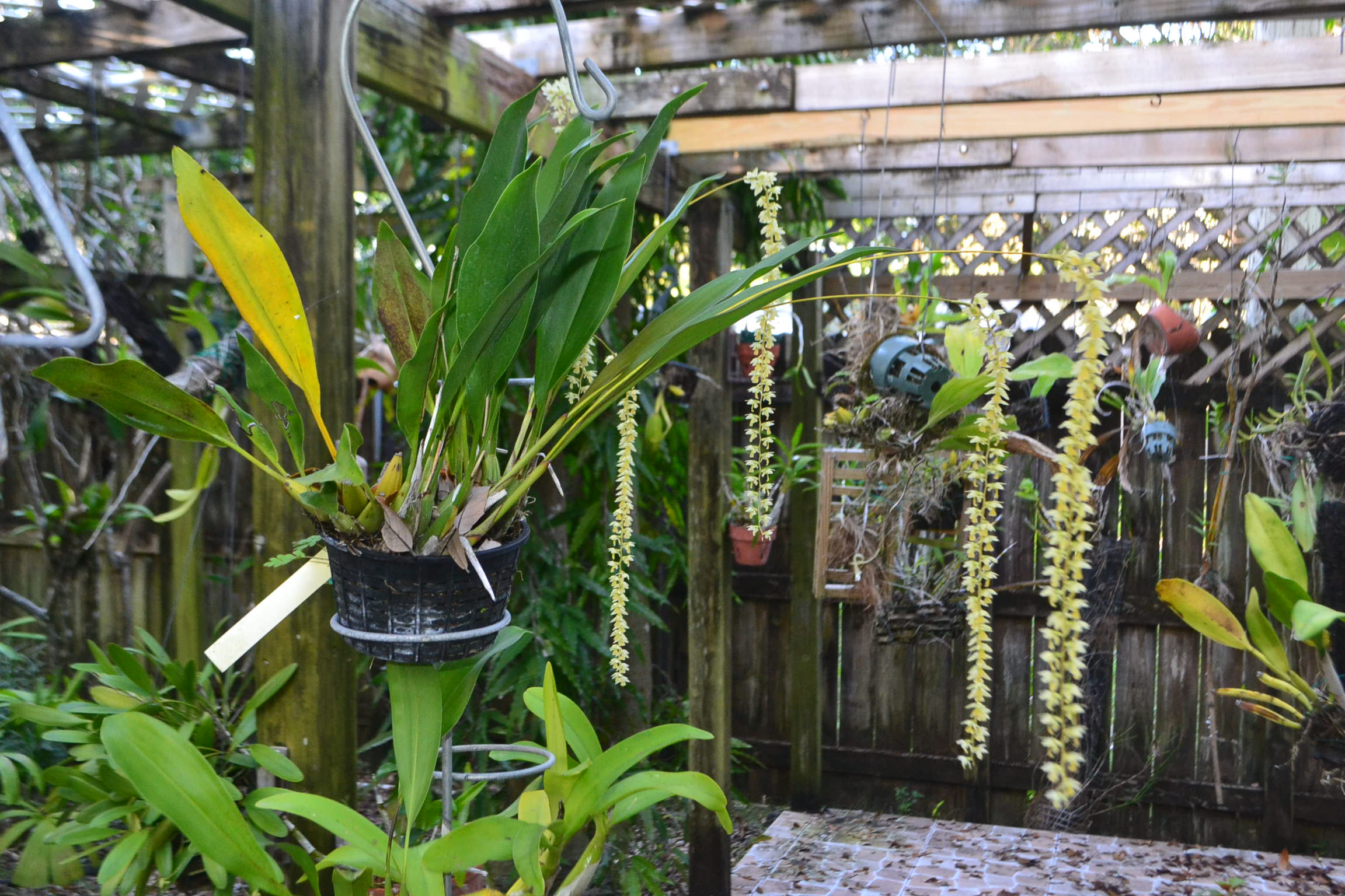 Dendrochilum magnum – Dave's Plants