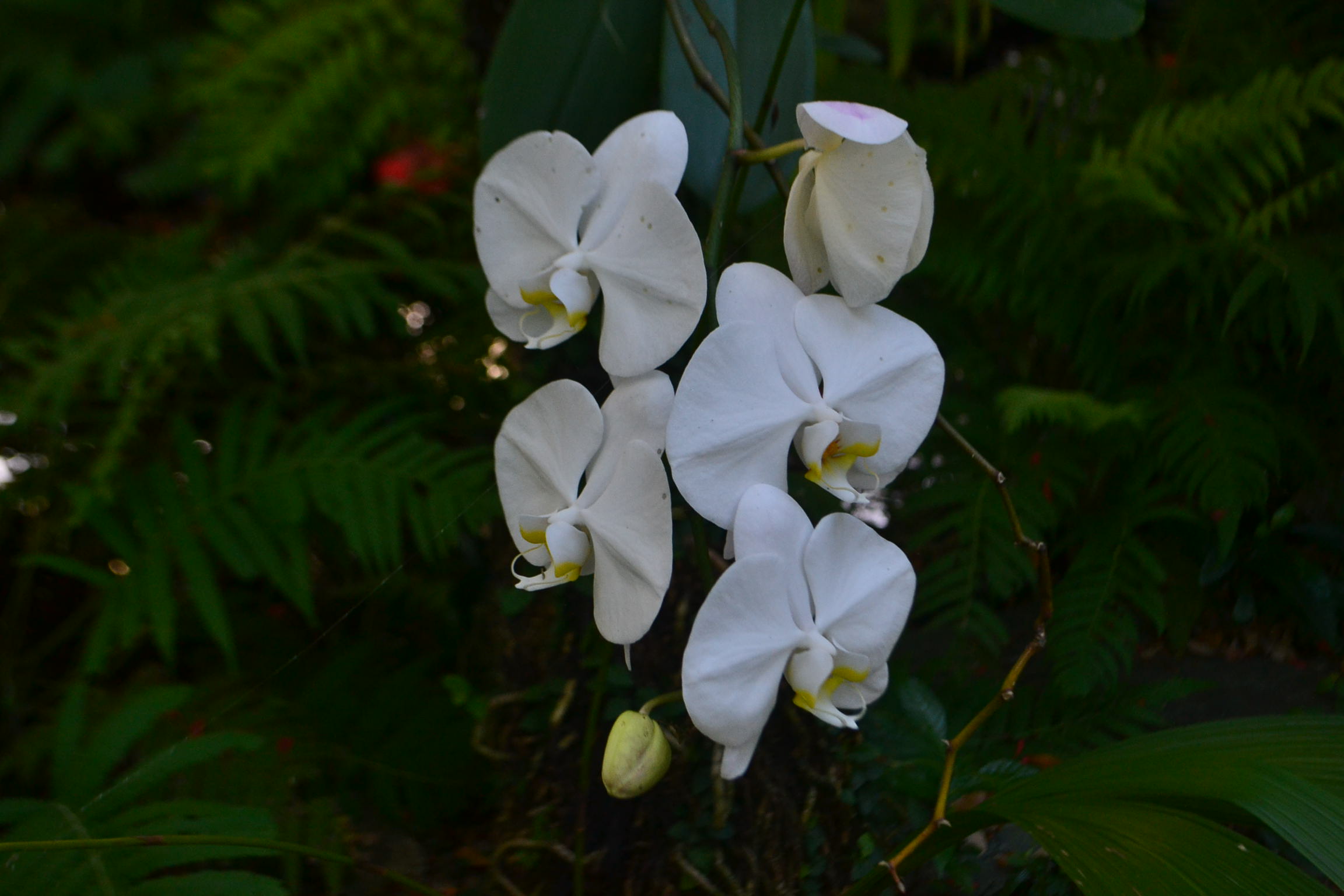 Dendrochilum magnum – Dave's Plants