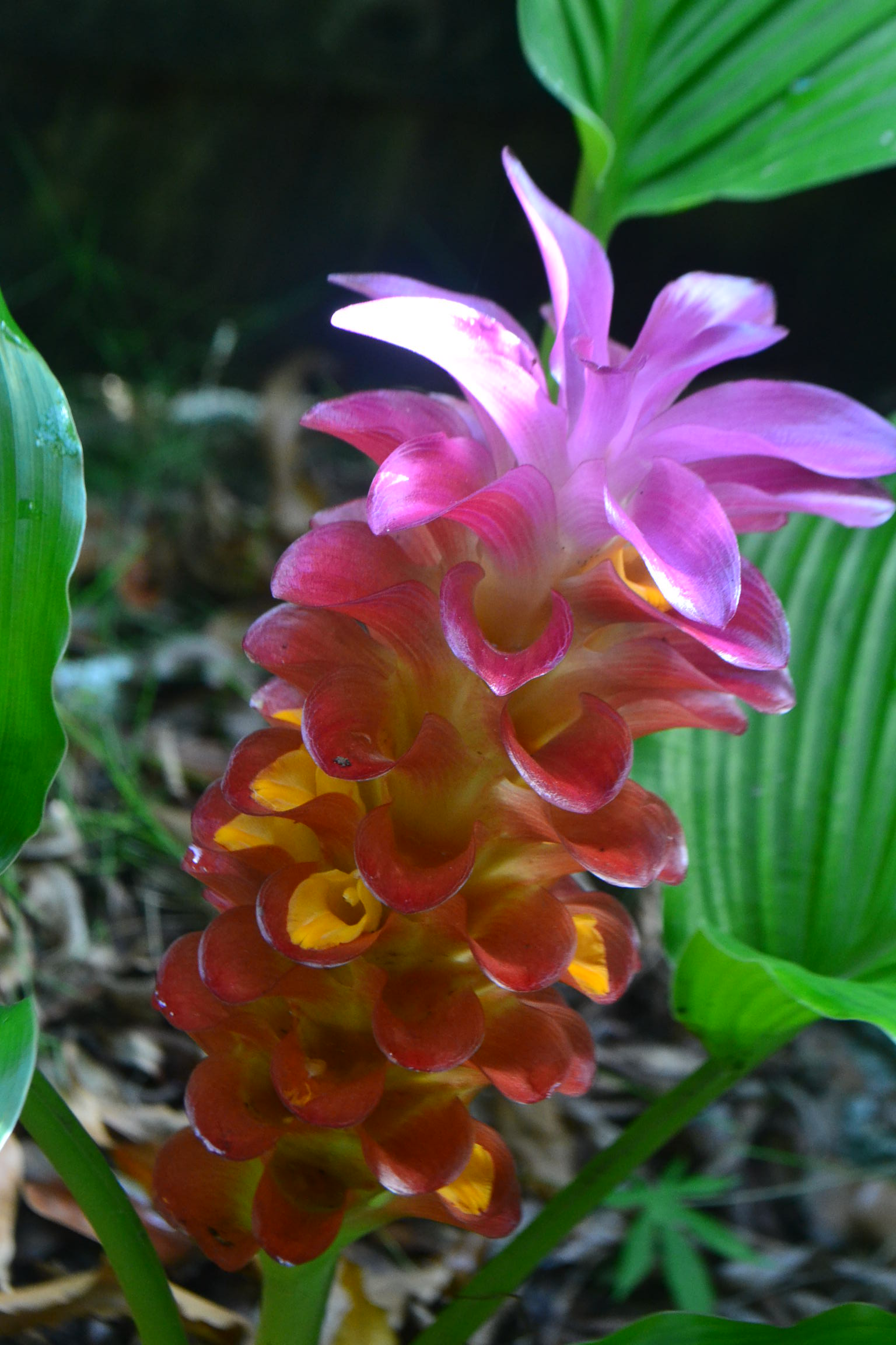 Curcuma hybrid ‘Ban Rai Red’ – Dave's Plants