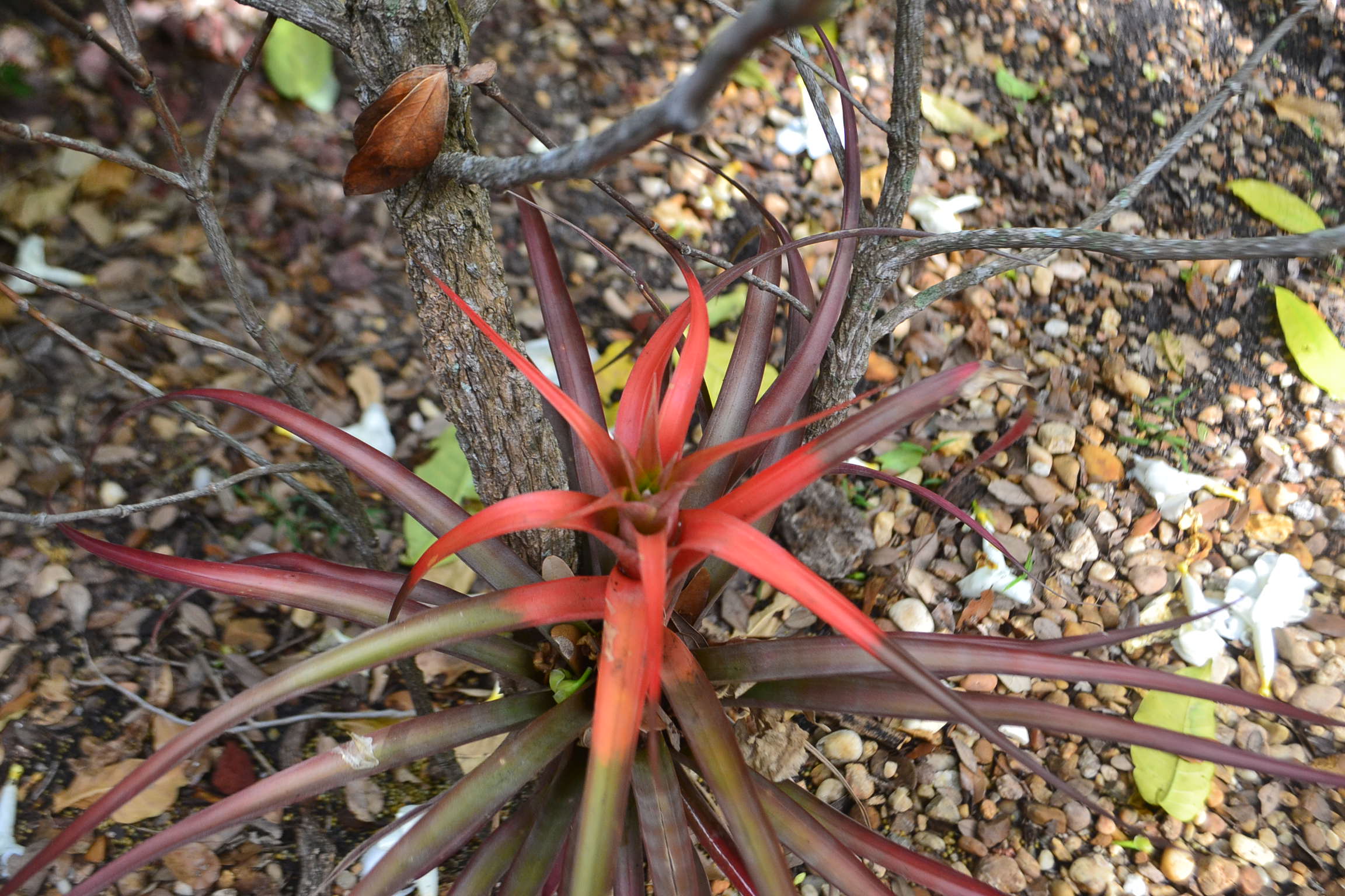 Tillandsia copanensis – Dave's Plants