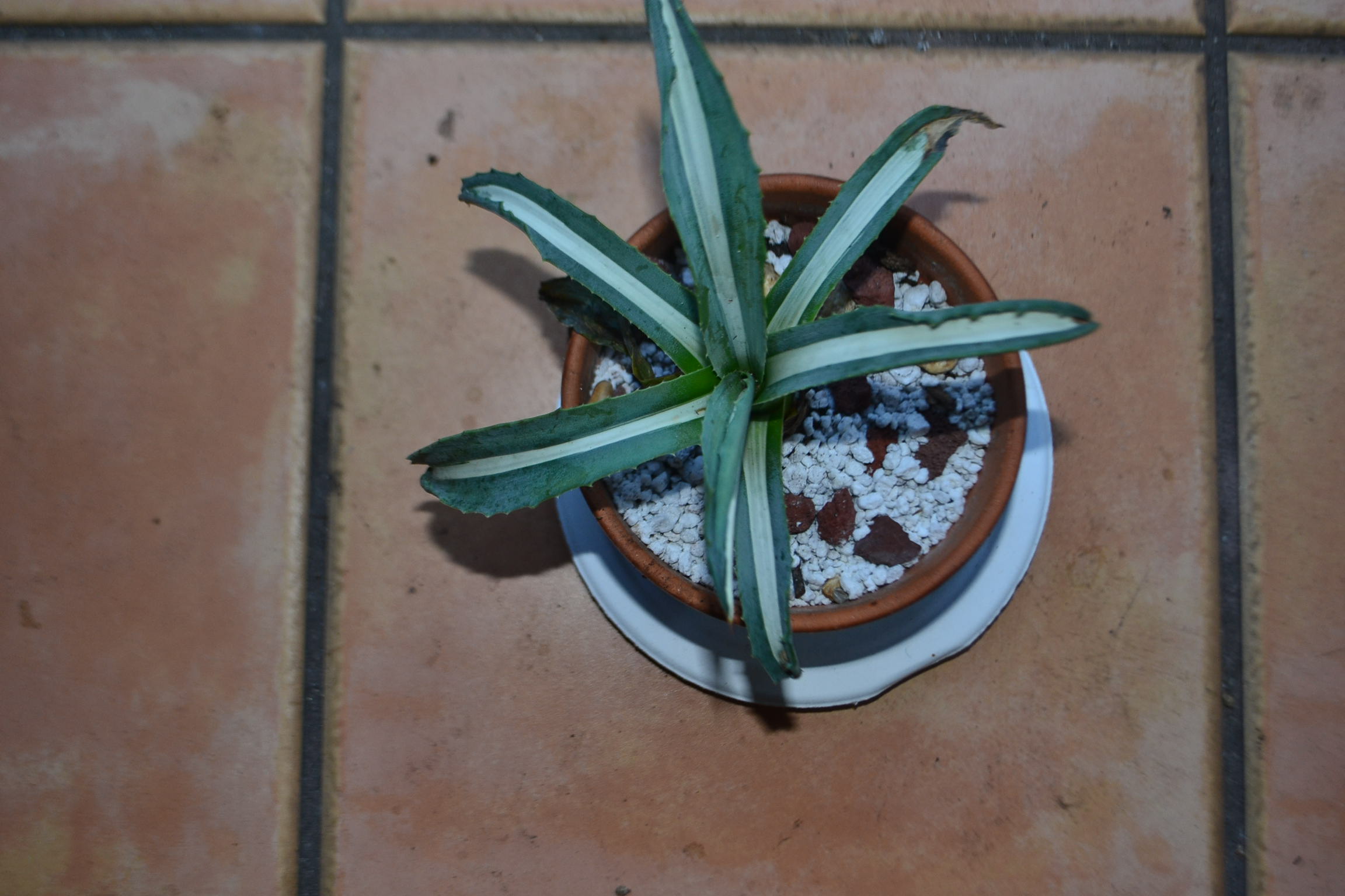 Agave univittata ‘Quadricolor’ (Quadricolor agave) – Dave's Plants