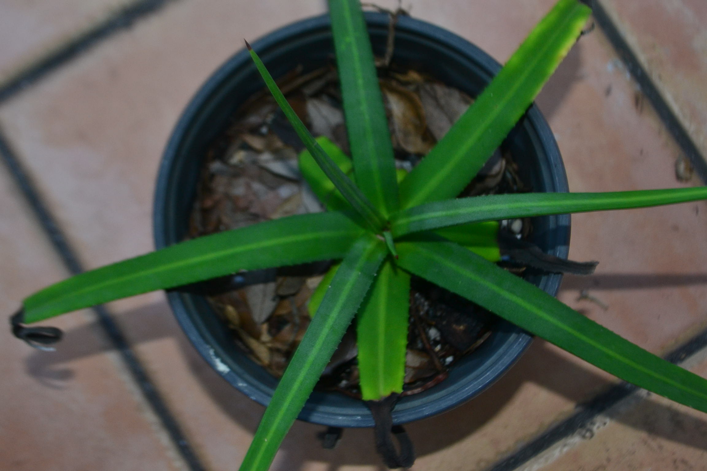 Agave univittata ‘Quadricolor’ (Quadricolor agave) – Dave's Plants