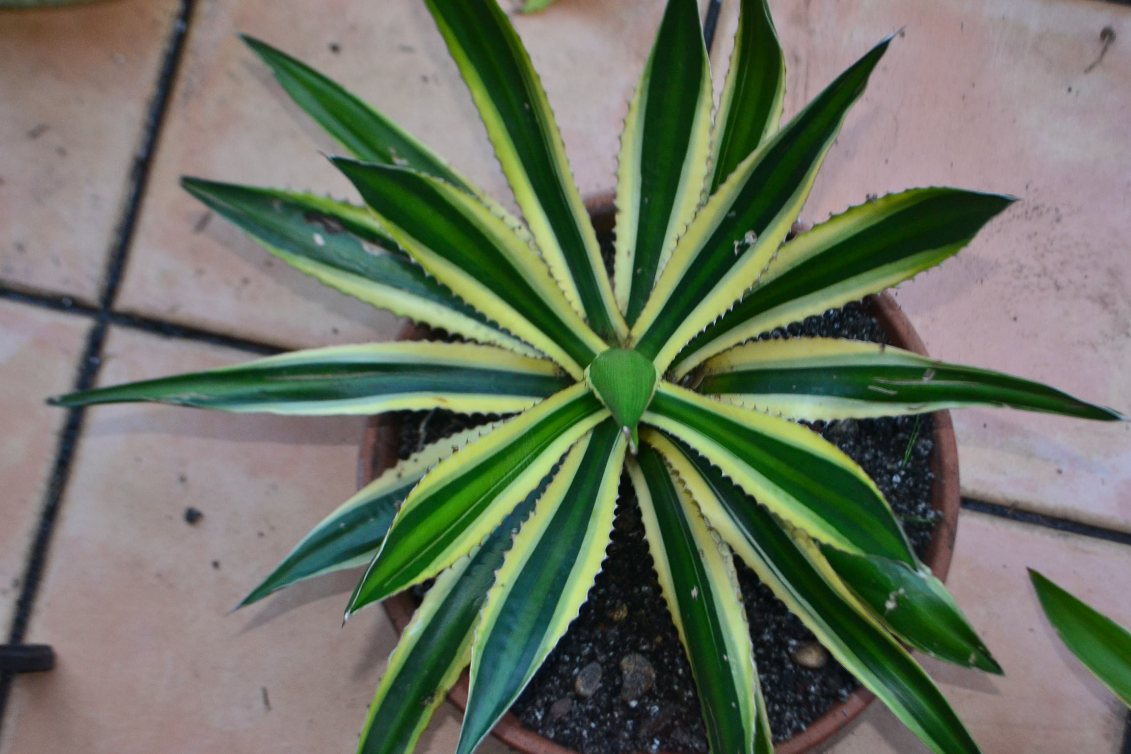 Agave univittata ‘Quadricolor’ (Quadricolor agave) – Dave's Plants