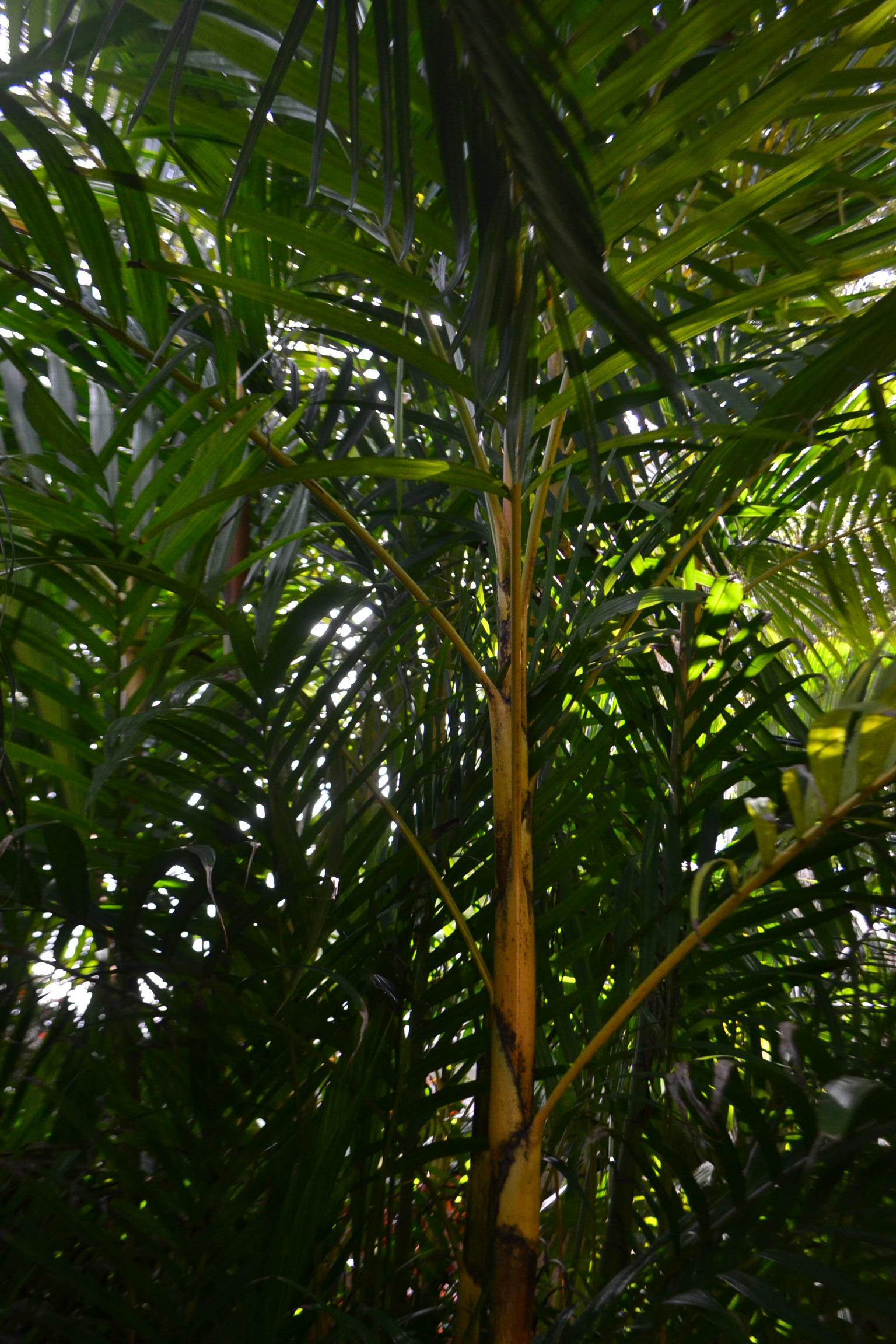 Pinanga adangensis (Malay Ivory Palm) – Dave's Plants