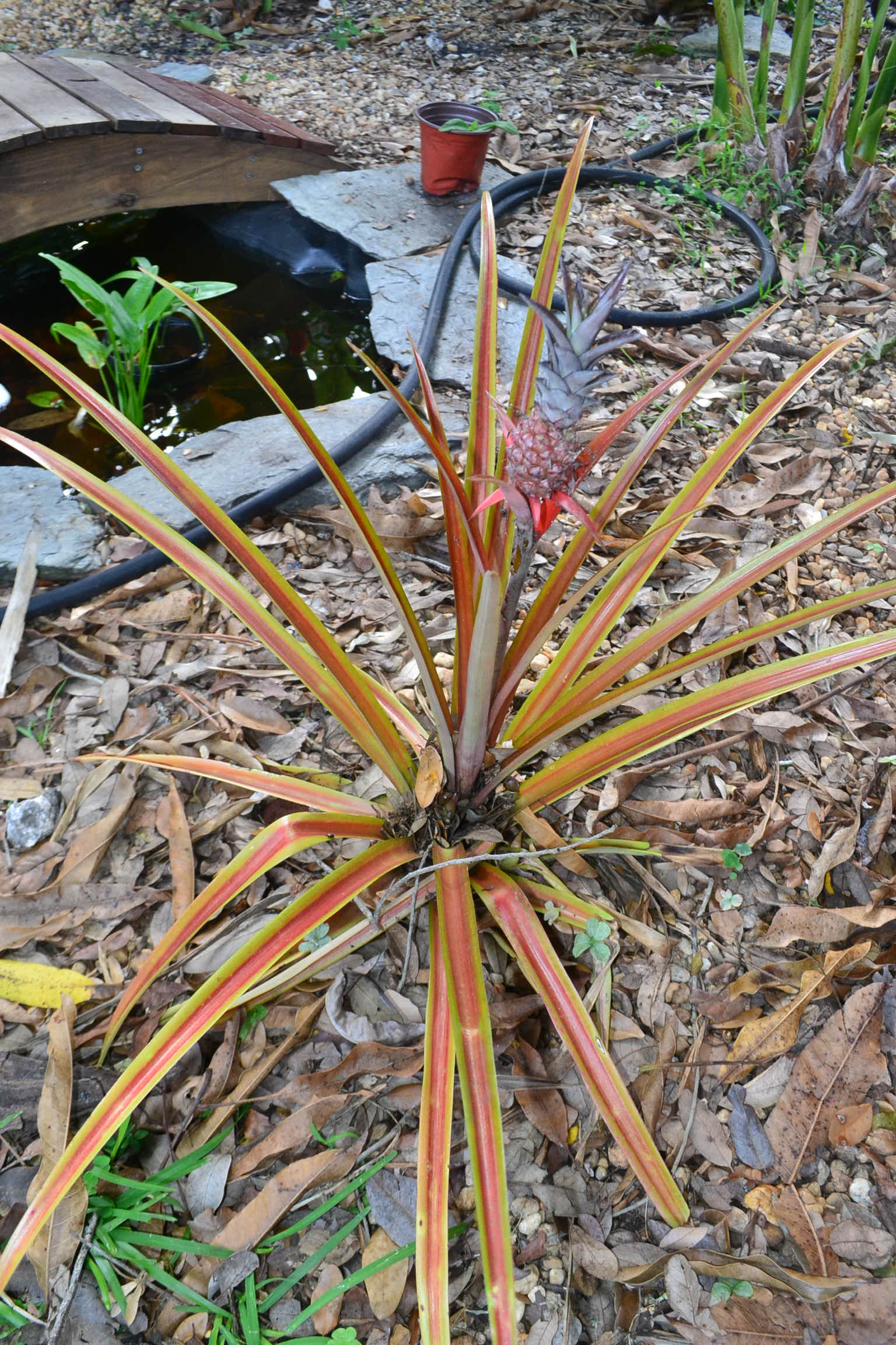 Ananas comosus var. microstachys (Dwarf Pineapple) – Dave's Plants