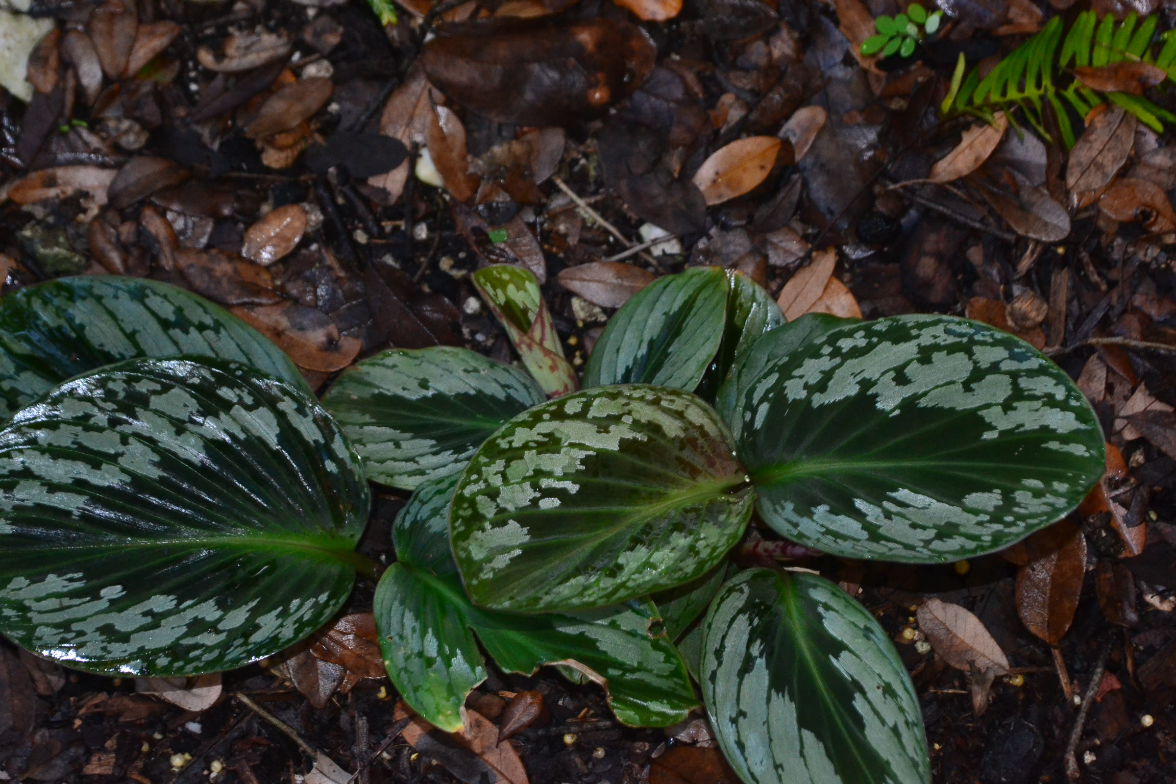 Summer Gingers (Kaempferia, Curcuma, and Globba, etc.) + Related ...