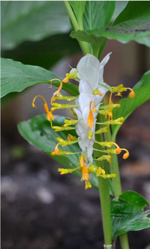 Summer Gingers (Kaempferia, Curcuma, and Globba, etc.) + Related ...