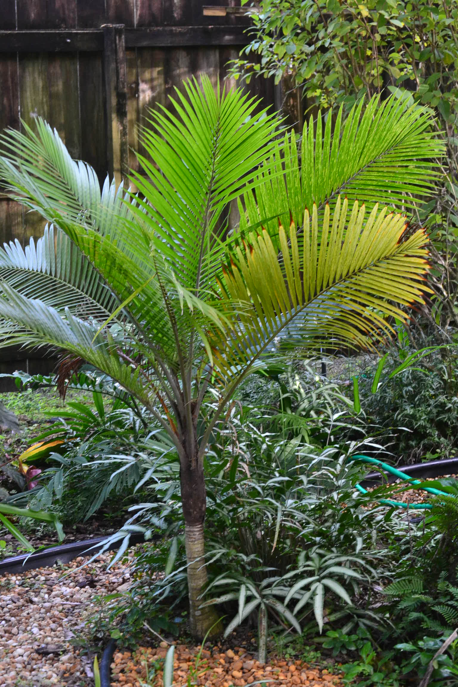 Ravenea Hildebrandii (Dwarf Majesty Palm) – Dave's Plants