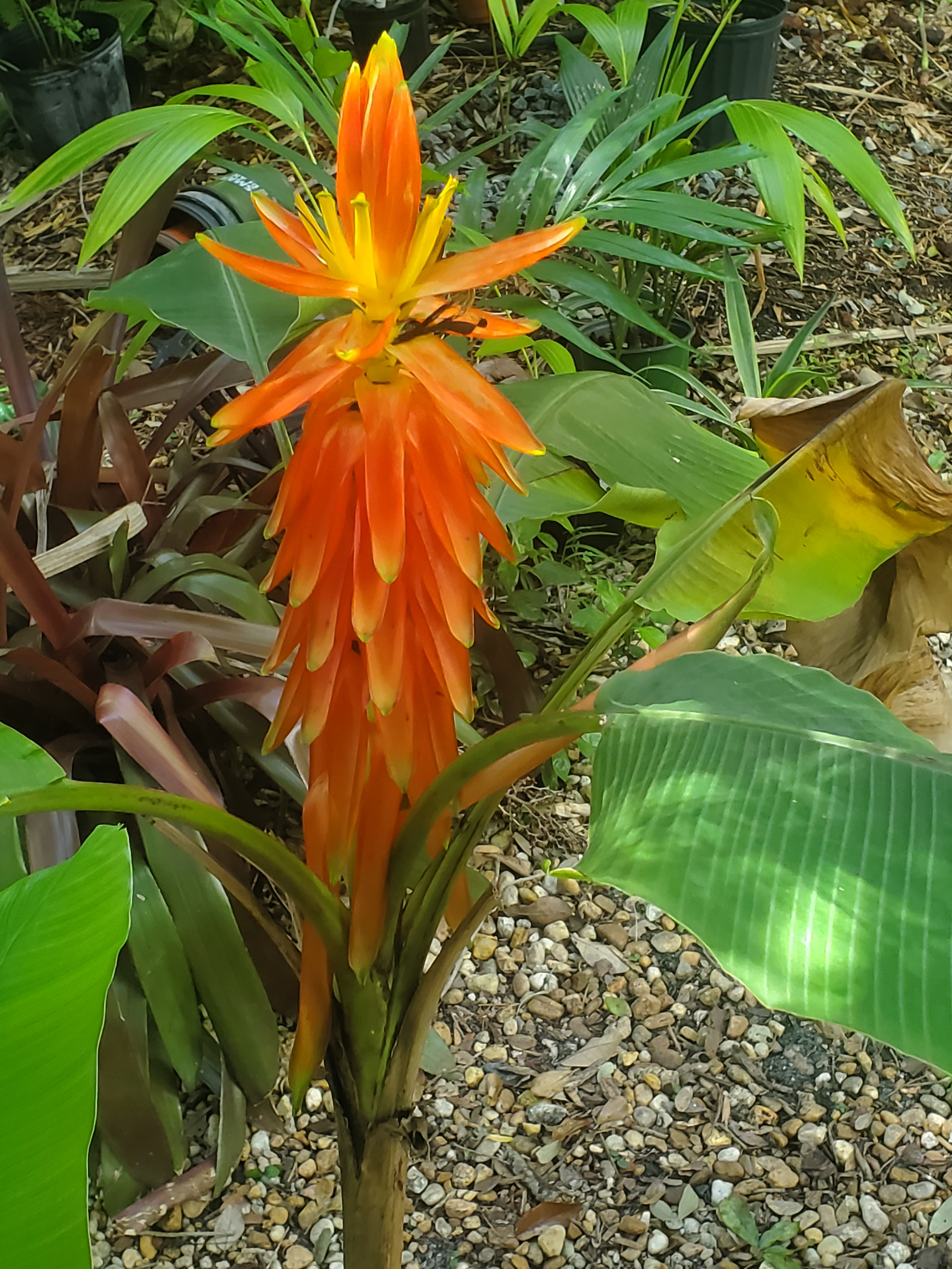 Stangeria eriopus (Natal grass cycad) – Dave's Plants