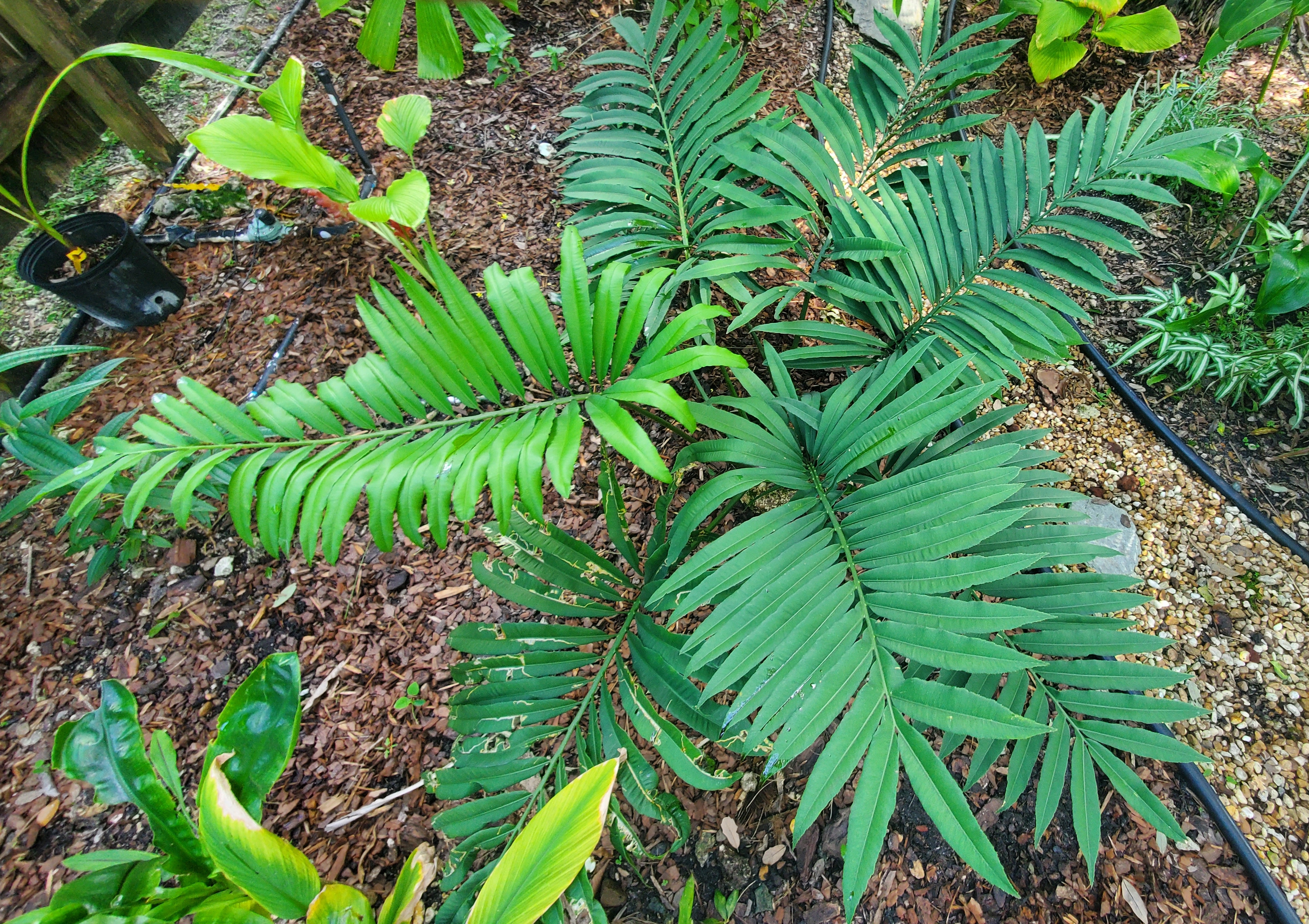 Stangeria eriopus (Natal grass cycad) – Dave's Plants