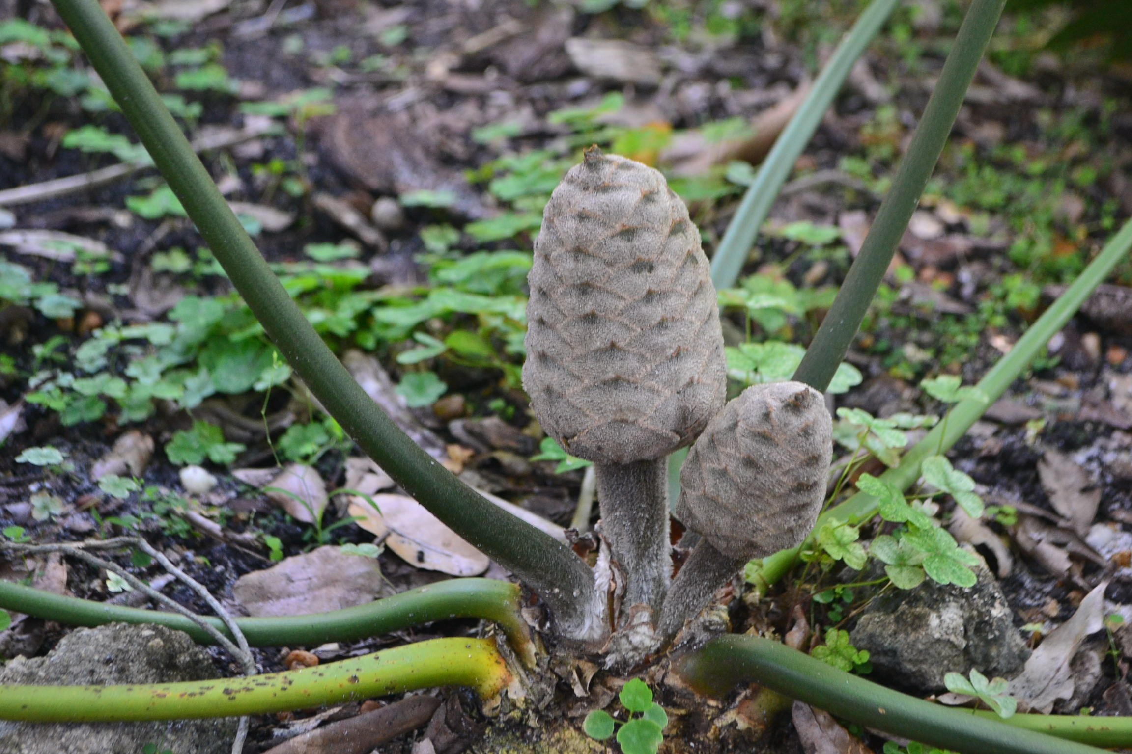 Stangeria eriopus (Natal grass cycad) – Dave's Plants