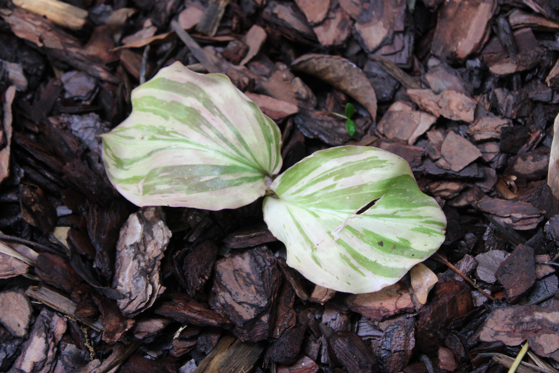 Kaempferia pulchra ‘Variegata’ (Variegated Kaempferia) – Dave's Plants